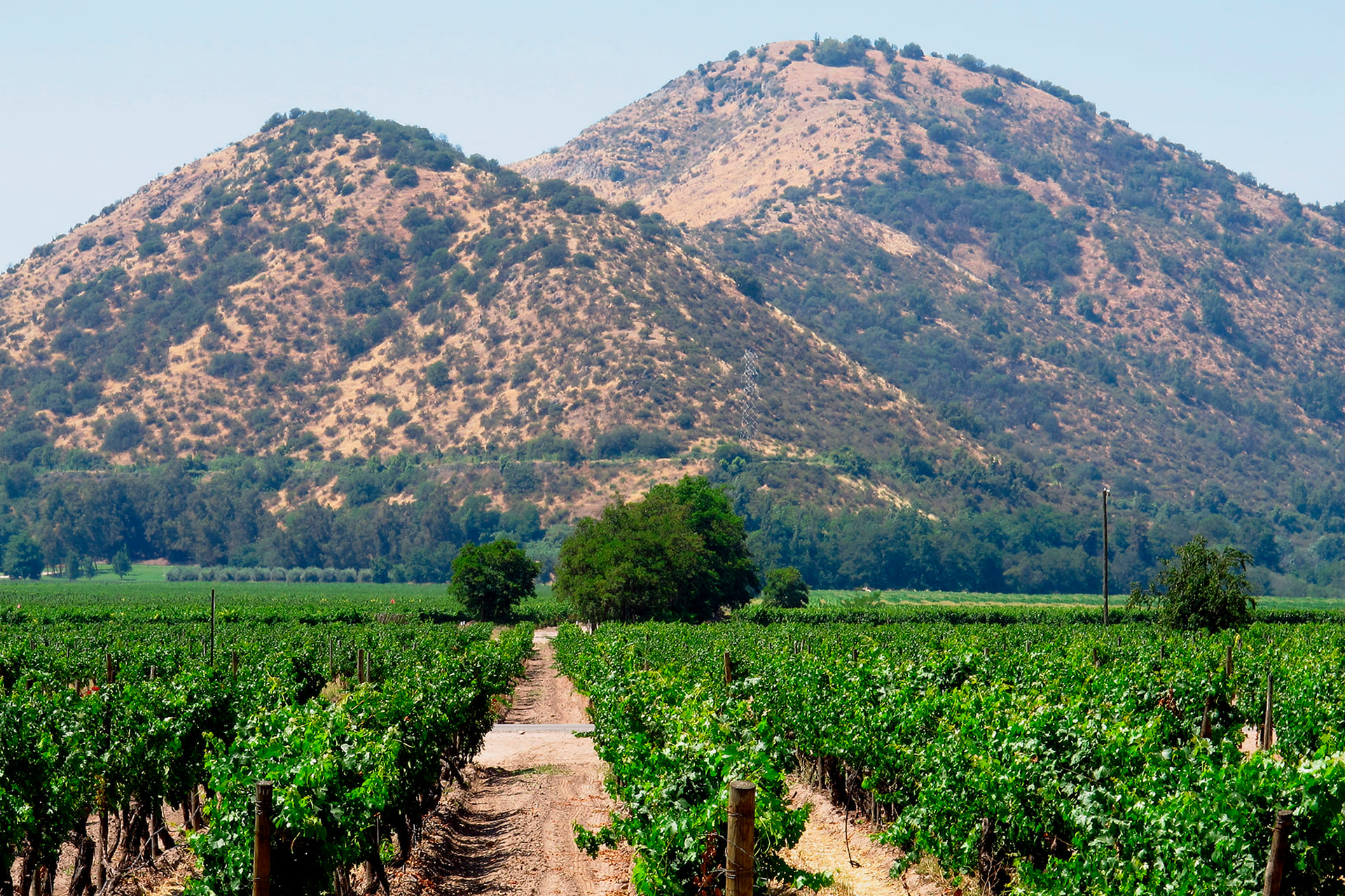 Viña Santa Rita – Tour Clásico – CHIRAK CHILE